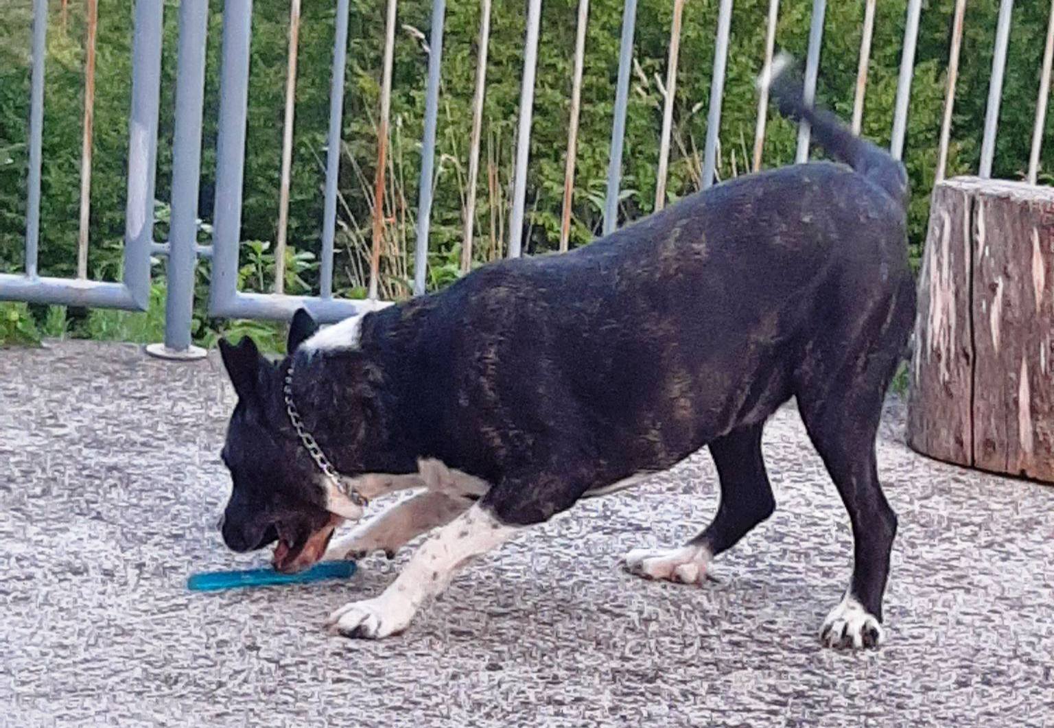 Astra - AniMa - Animals Matter