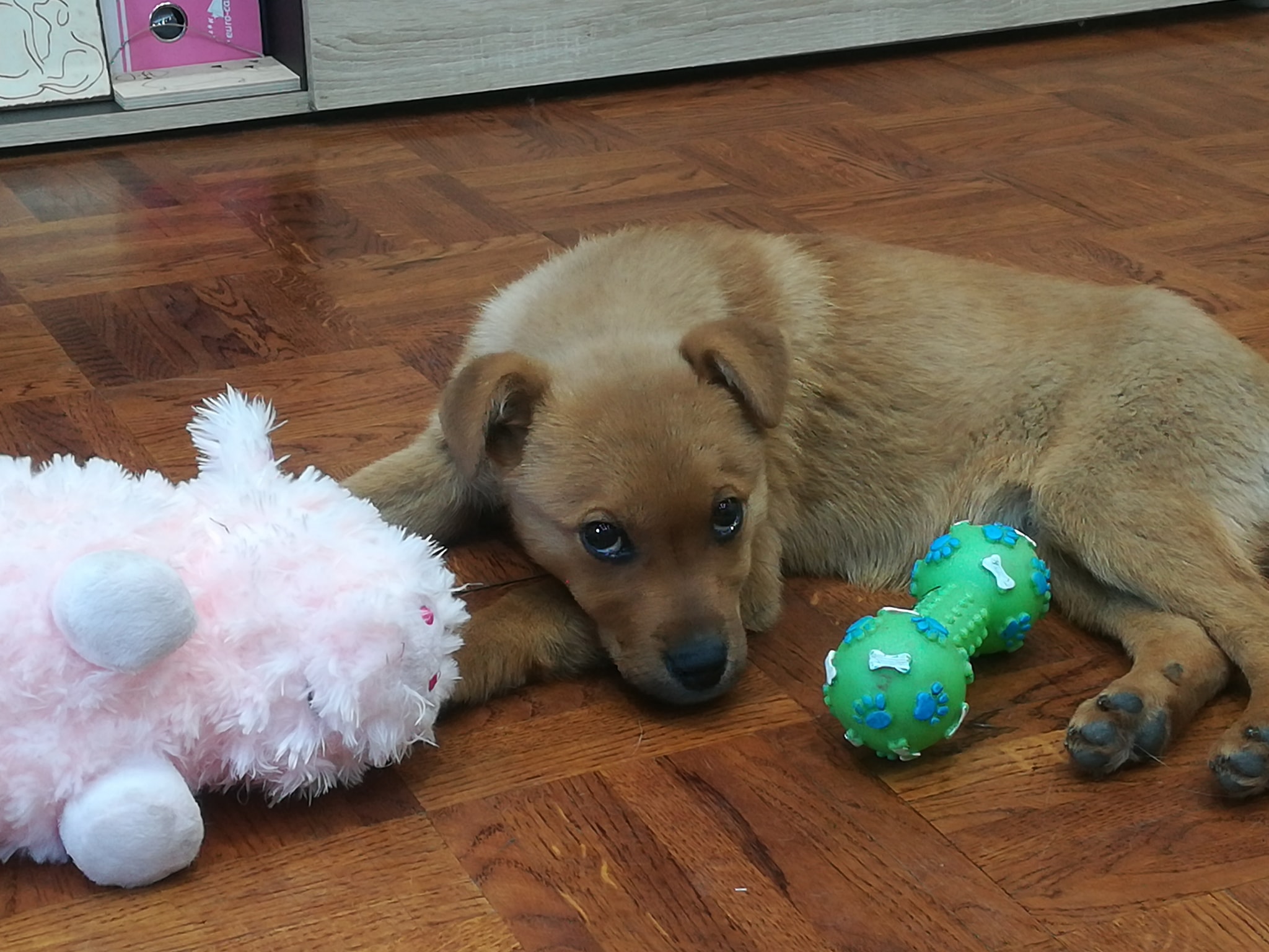 Paco - AniMa - Animals Matter